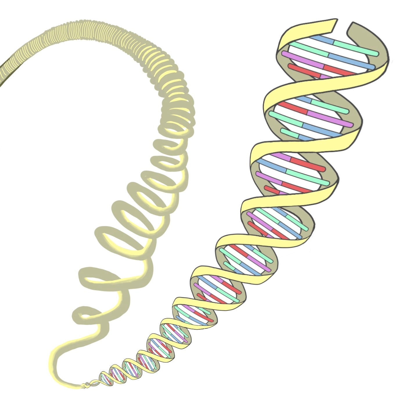 Grass Roots Science | DNA kit - biology series kit 1 | Grass Roots Science